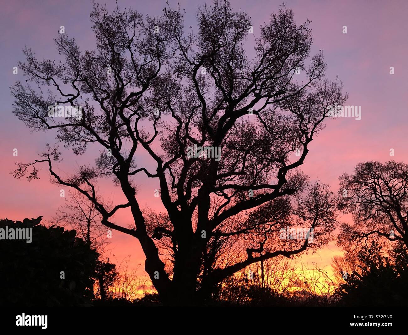 Sunrise oak tree hi-res stock photography and images - Alamy