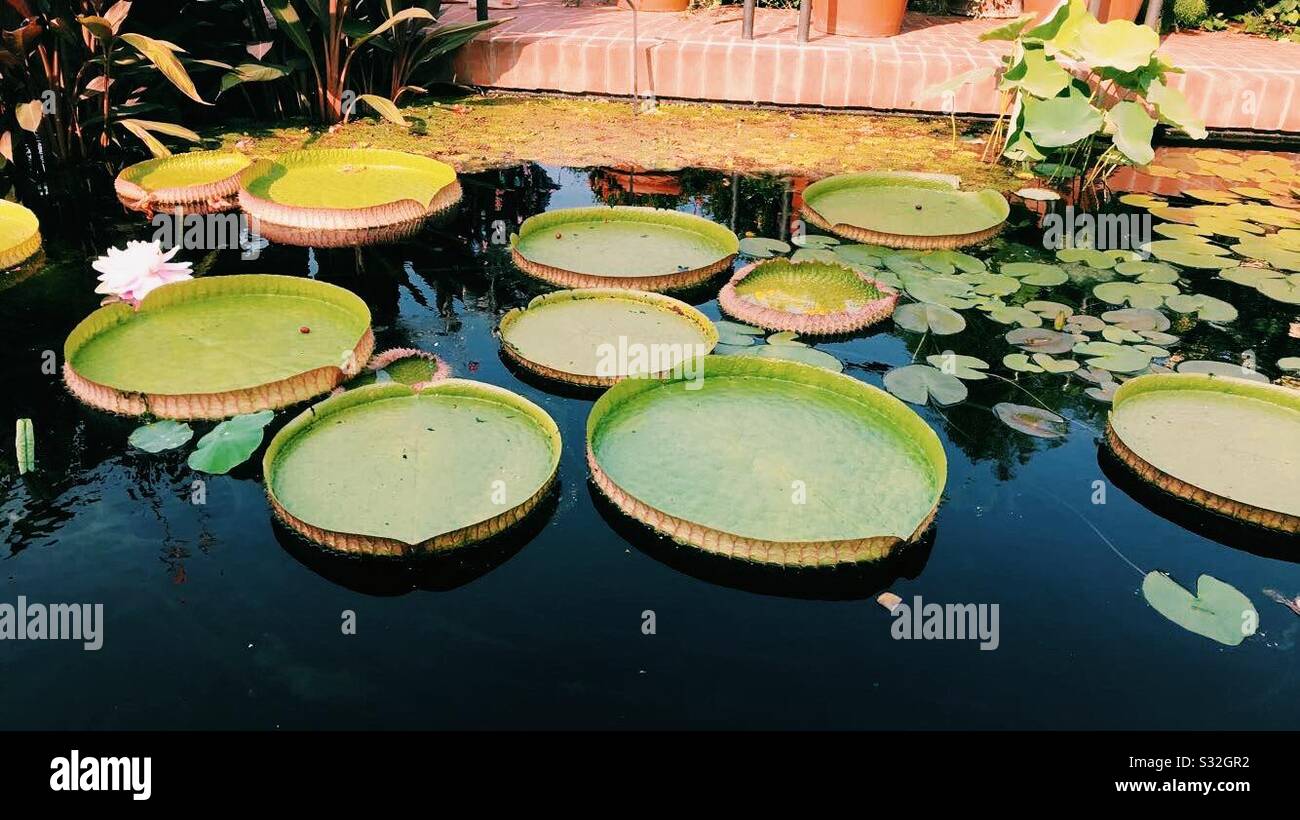 Real lily hi-res stock photography and images - Alamy