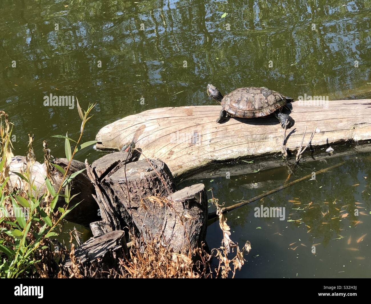 Single turtle hi-res stock photography and images - Alamy