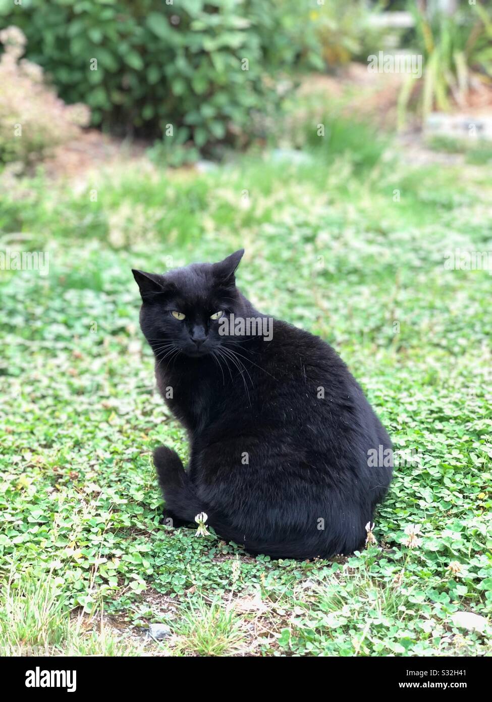 Black cat animal hi-res stock photography and images - Alamy