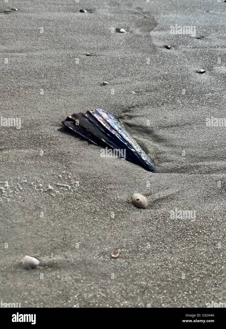 Mermaid shell hi-res stock photography and images - Alamy