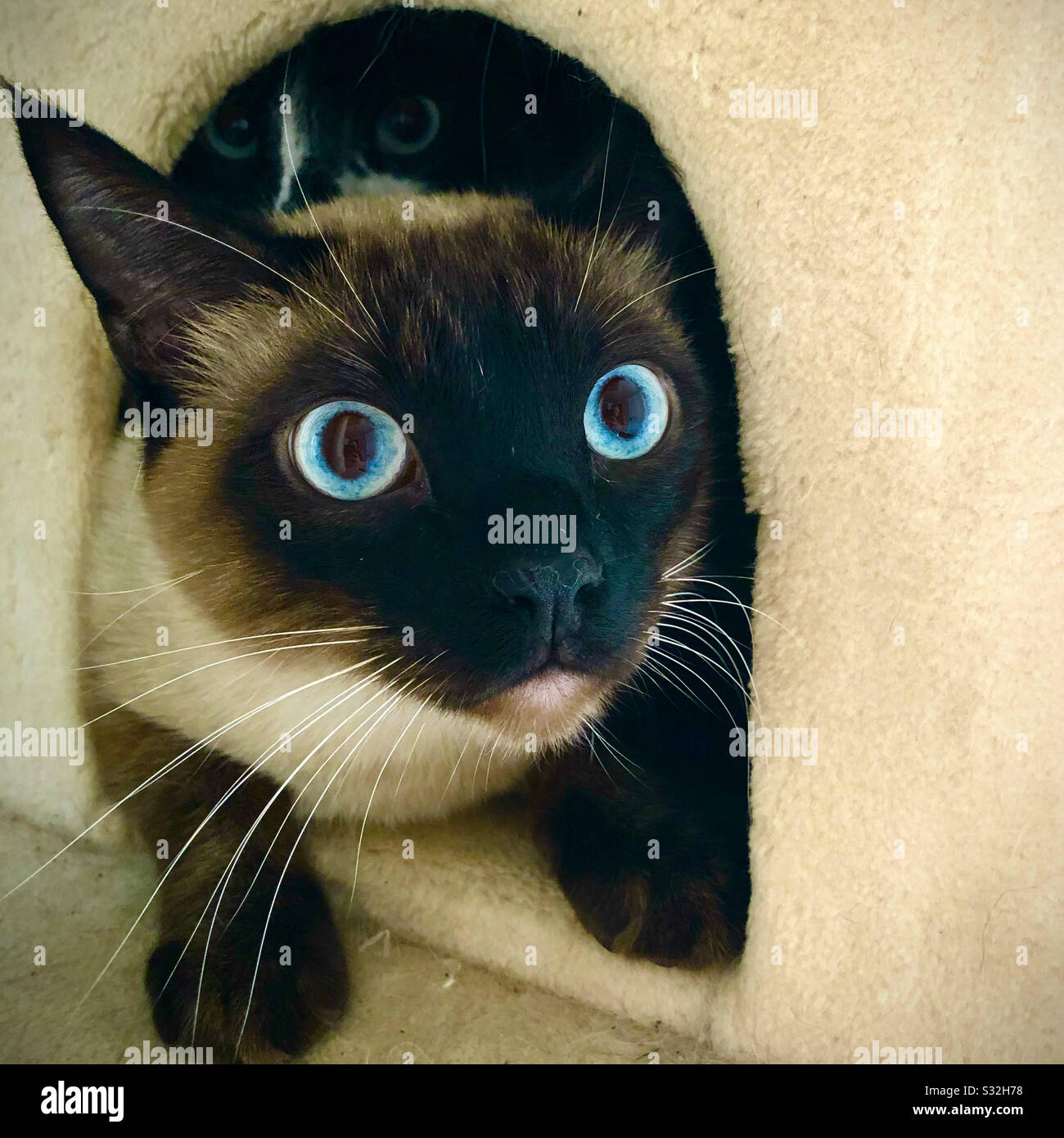 Blue eyed cats Stock Photo - Alamy
