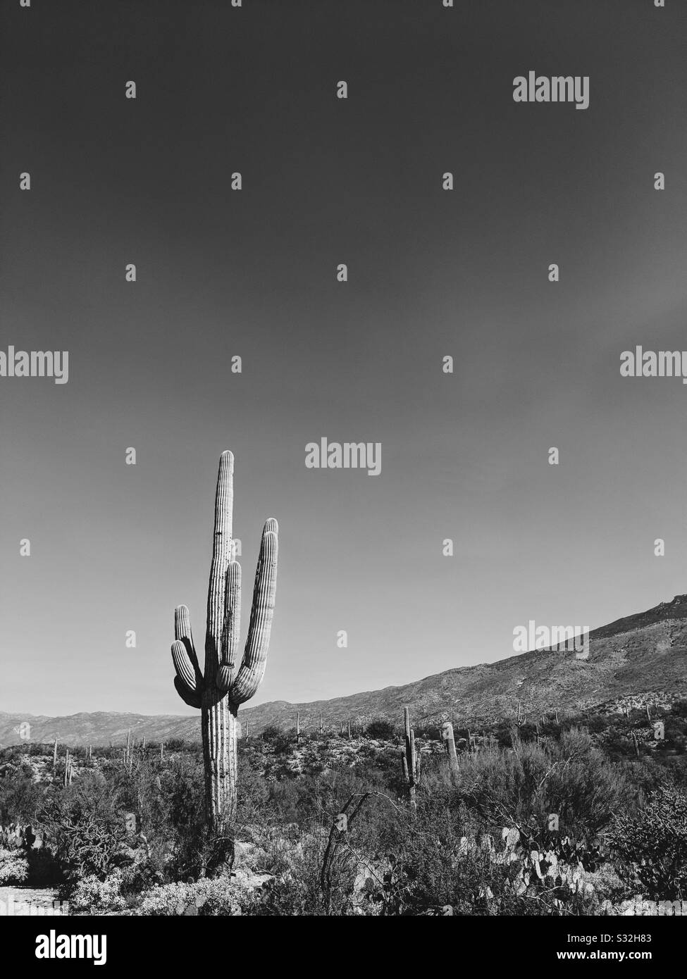 Cactus plants Black and White Stock Photos & Images - Alamy