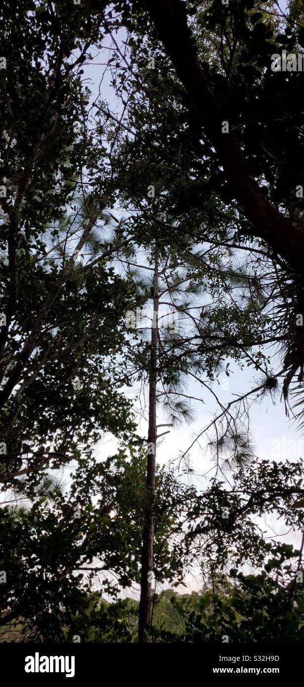 Jupiter tree hi-res stock photography and images - Alamy