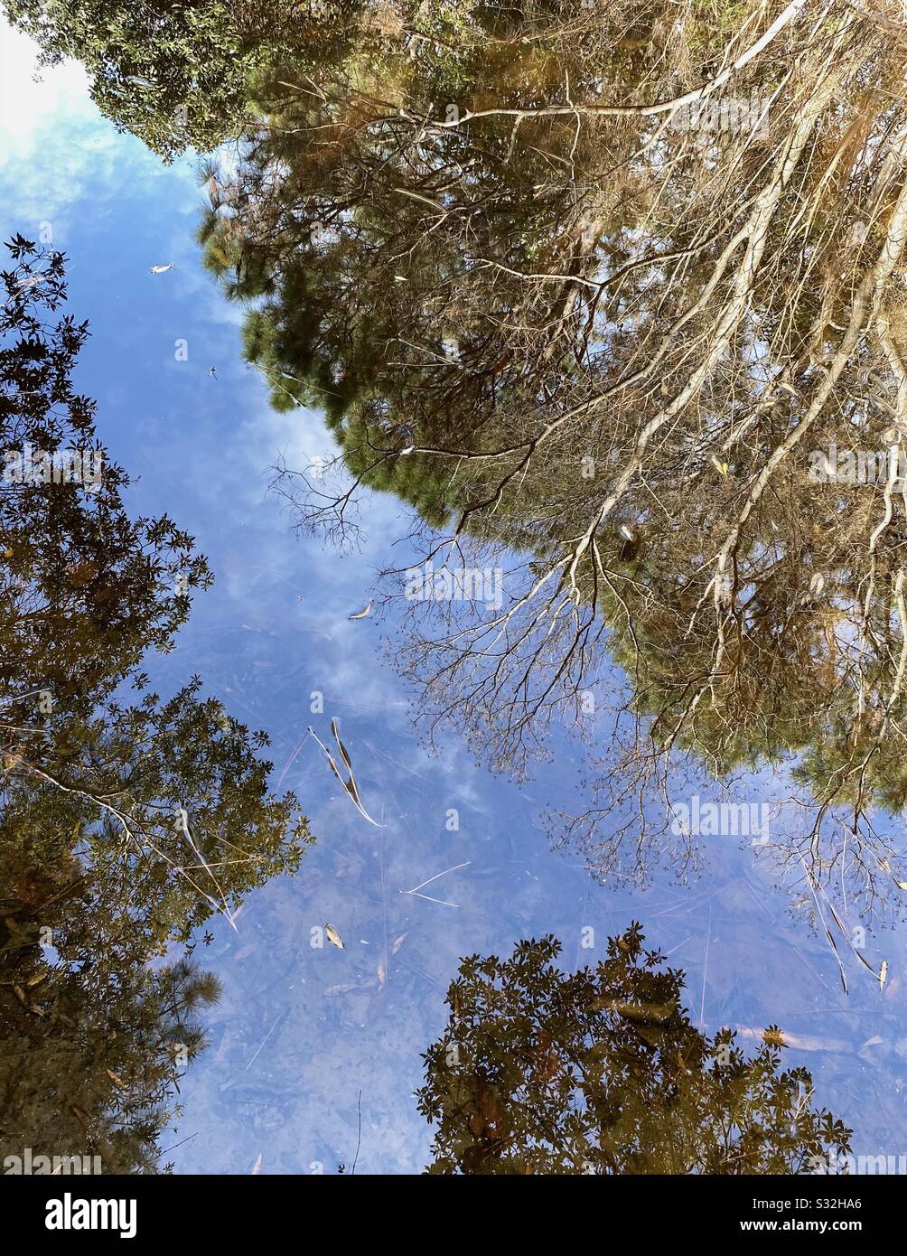 Reflections of trees in a large puddle of water Stock Photo - Alamy