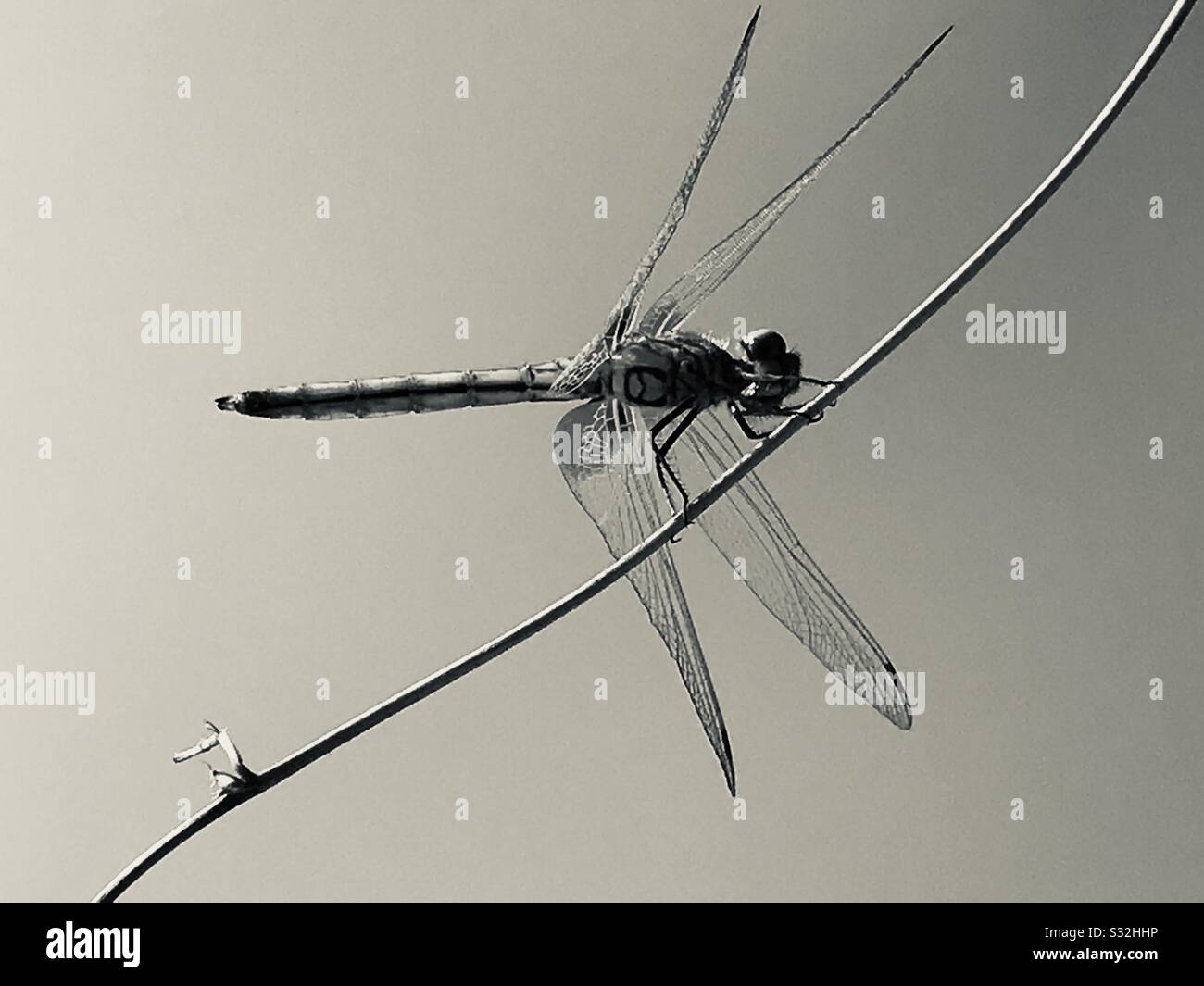 Worlds longest sky garden hi-res stock photography and images - Alamy