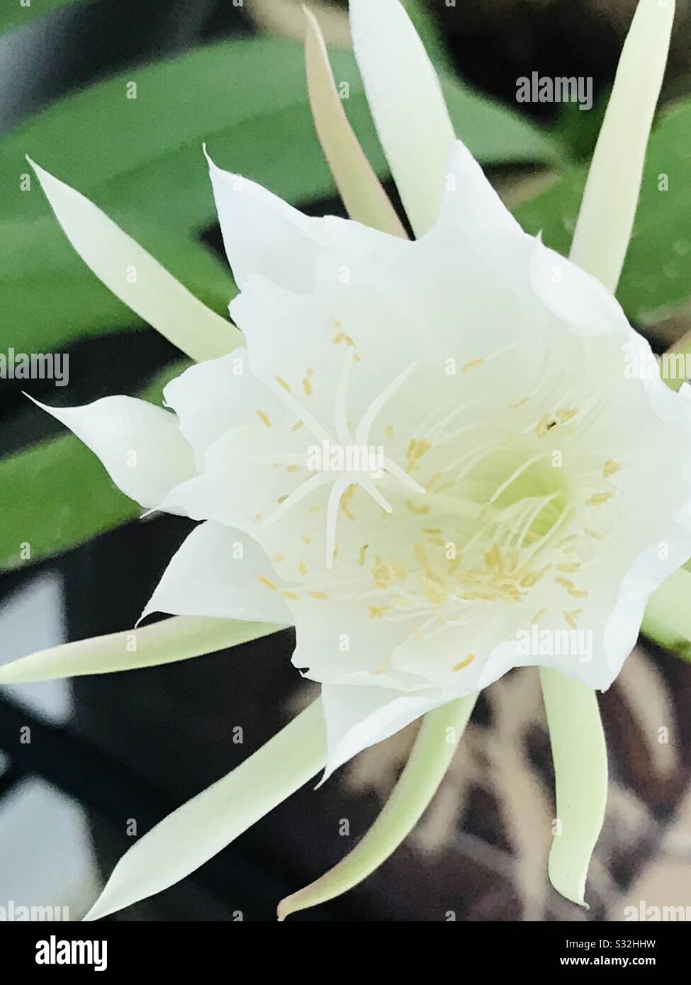 Epiphyllum oxypetalum hi-res stock photography and images - Alamy