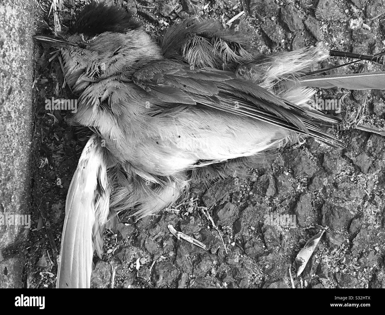 Dead black cat hi-res stock photography and images - Alamy