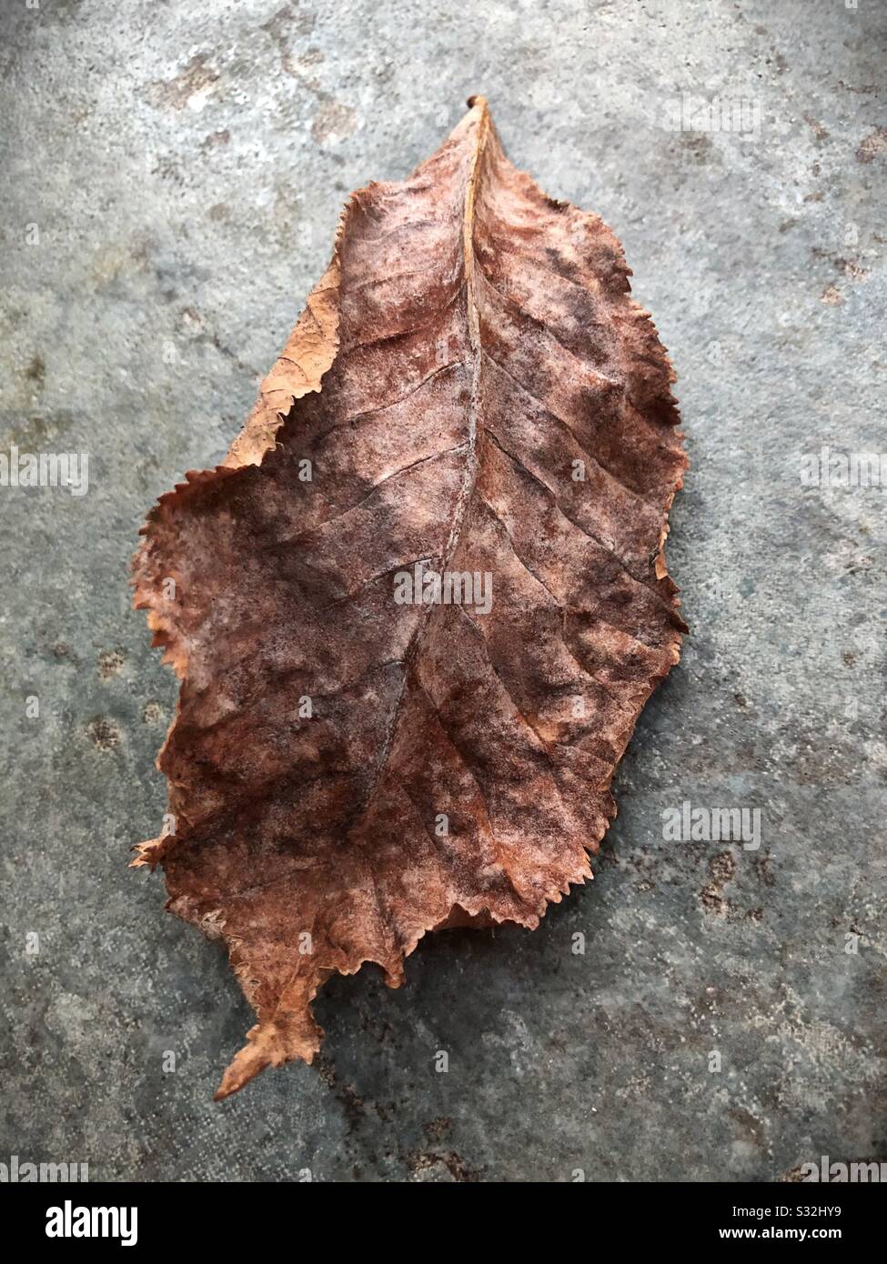 Leaf of life hi-res stock photography and images - Alamy