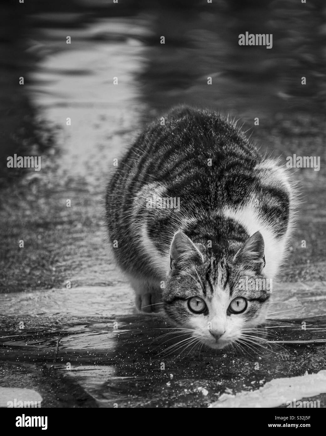 Bw cat hi-res stock photography and images - Alamy