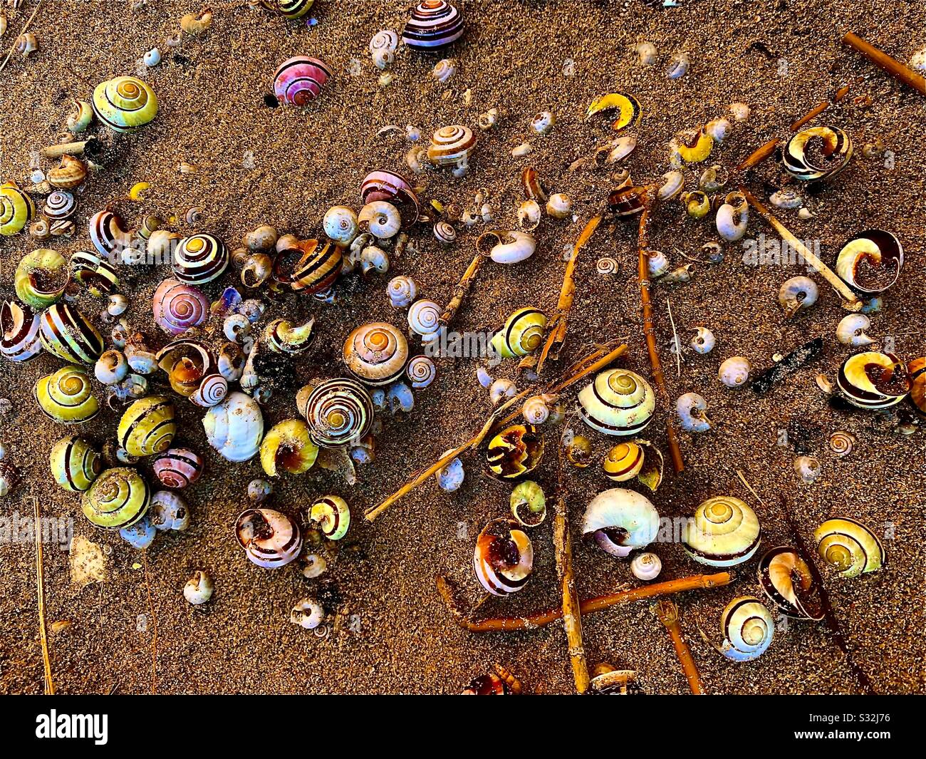 Colourful Shells High Resolution Stock Photography and Images - Alamy