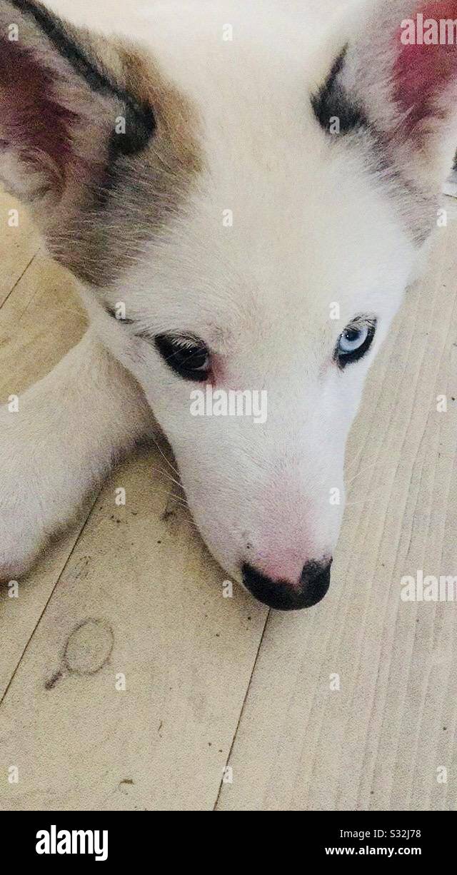 Dog tired eye hi-res stock photography and images - Alamy