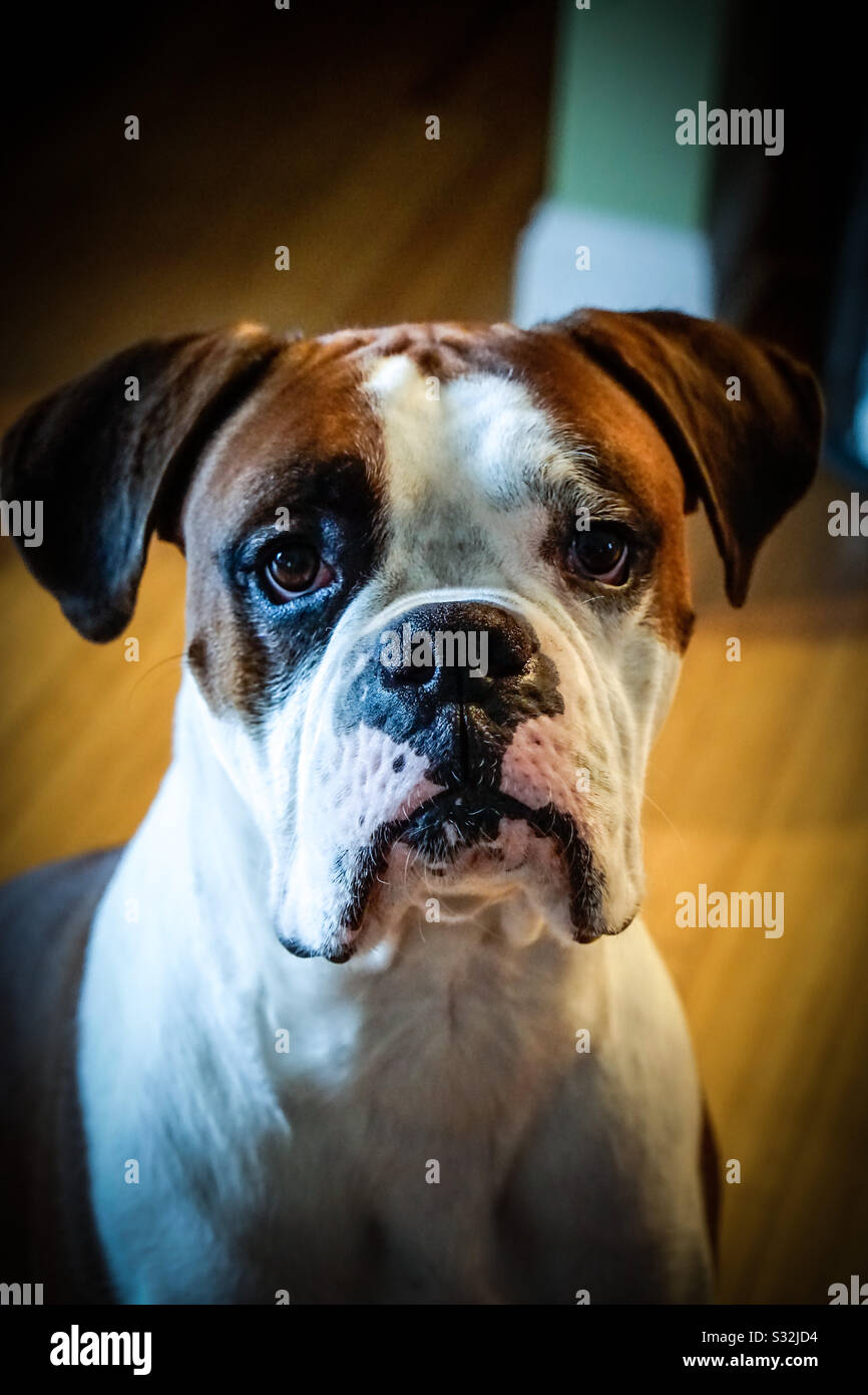 Boxer eyes hi-res stock photography and images - Alamy