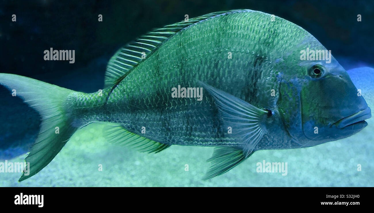 New fish aquarium hi-res stock photography and images - Alamy