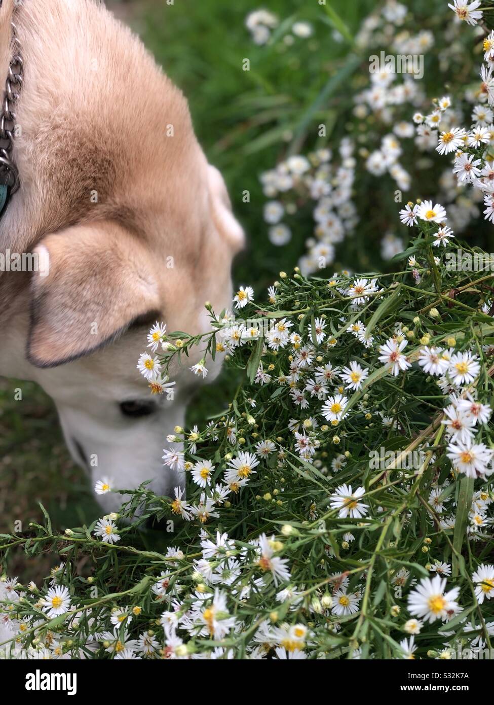 Dog smelling flowers Stock Photo - Alamy