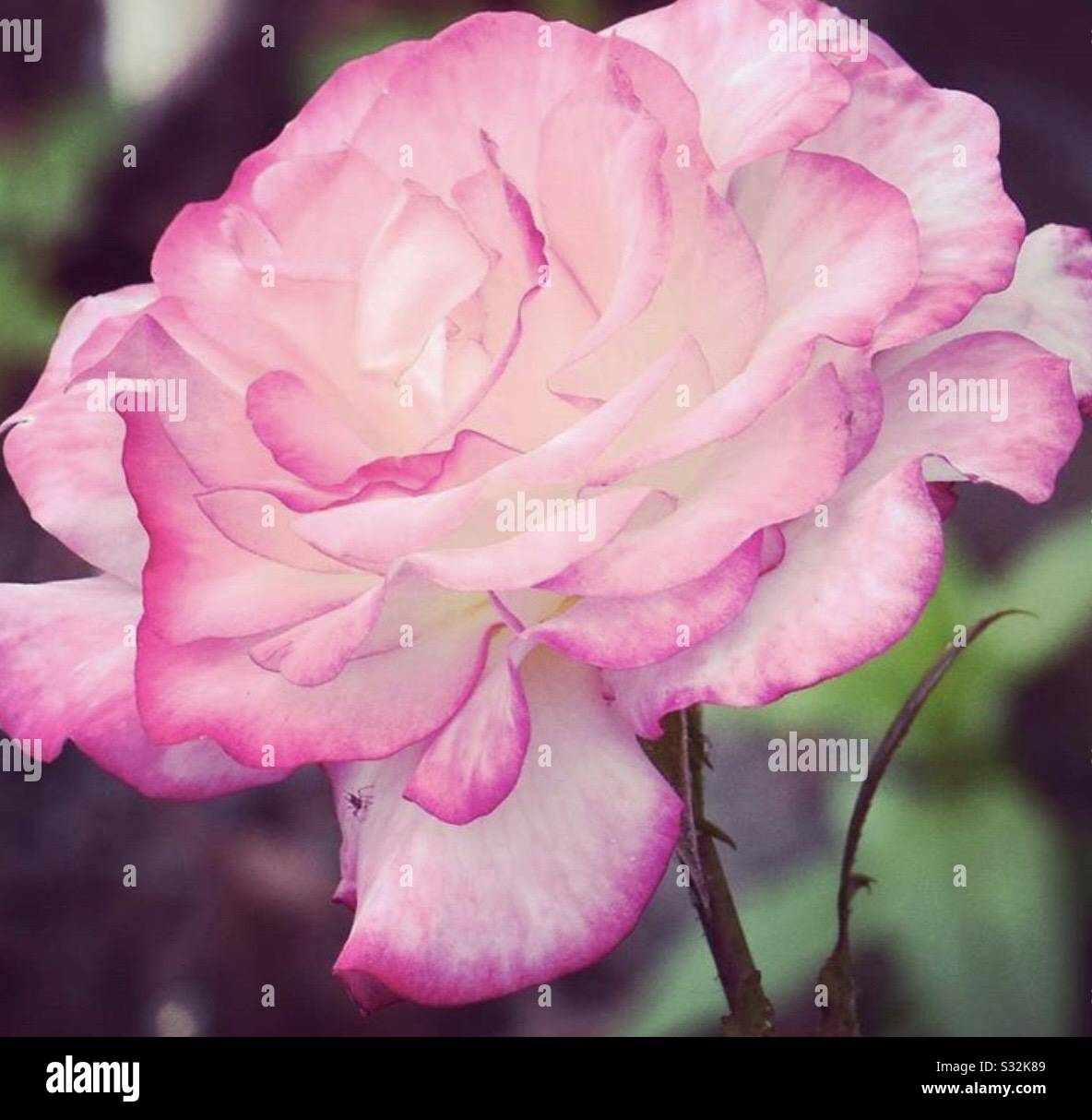Pinky rose hi-res stock photography and images - Alamy