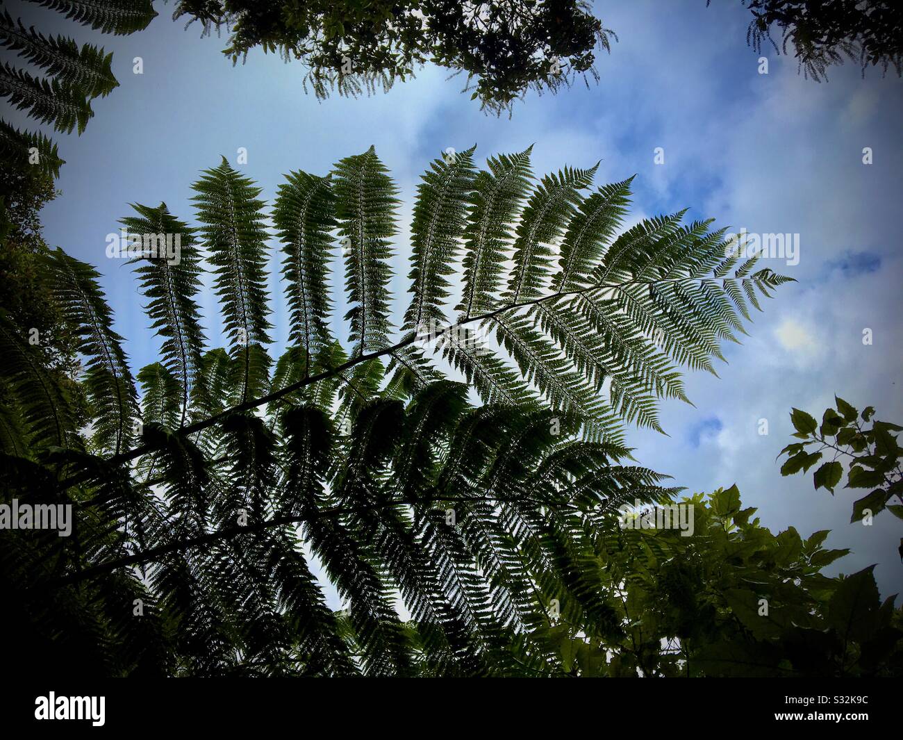 Native fern hi-res stock photography and images - Alamy