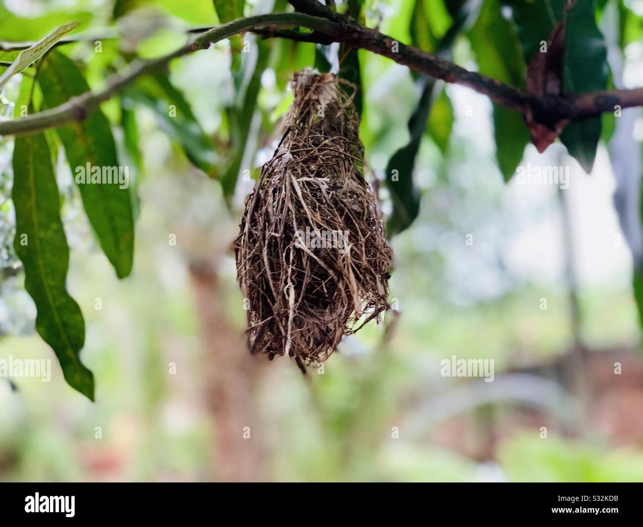 Bird’s nest on mango tree Stock Photo - Alamy