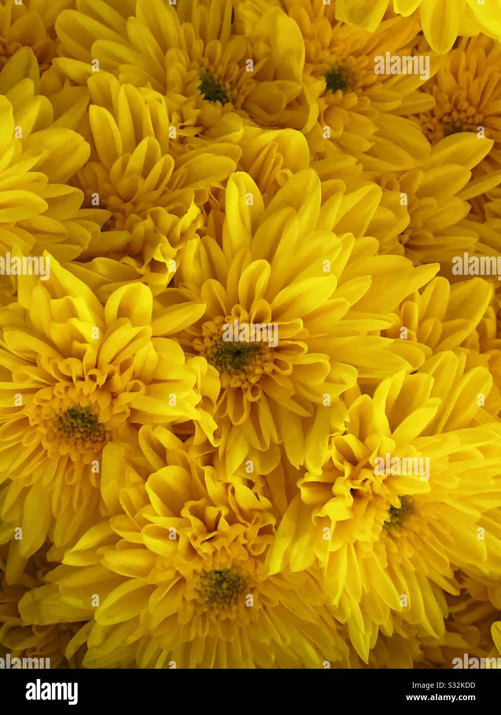 Yellow Mums High Resolution Stock Photography and Images - Alamy