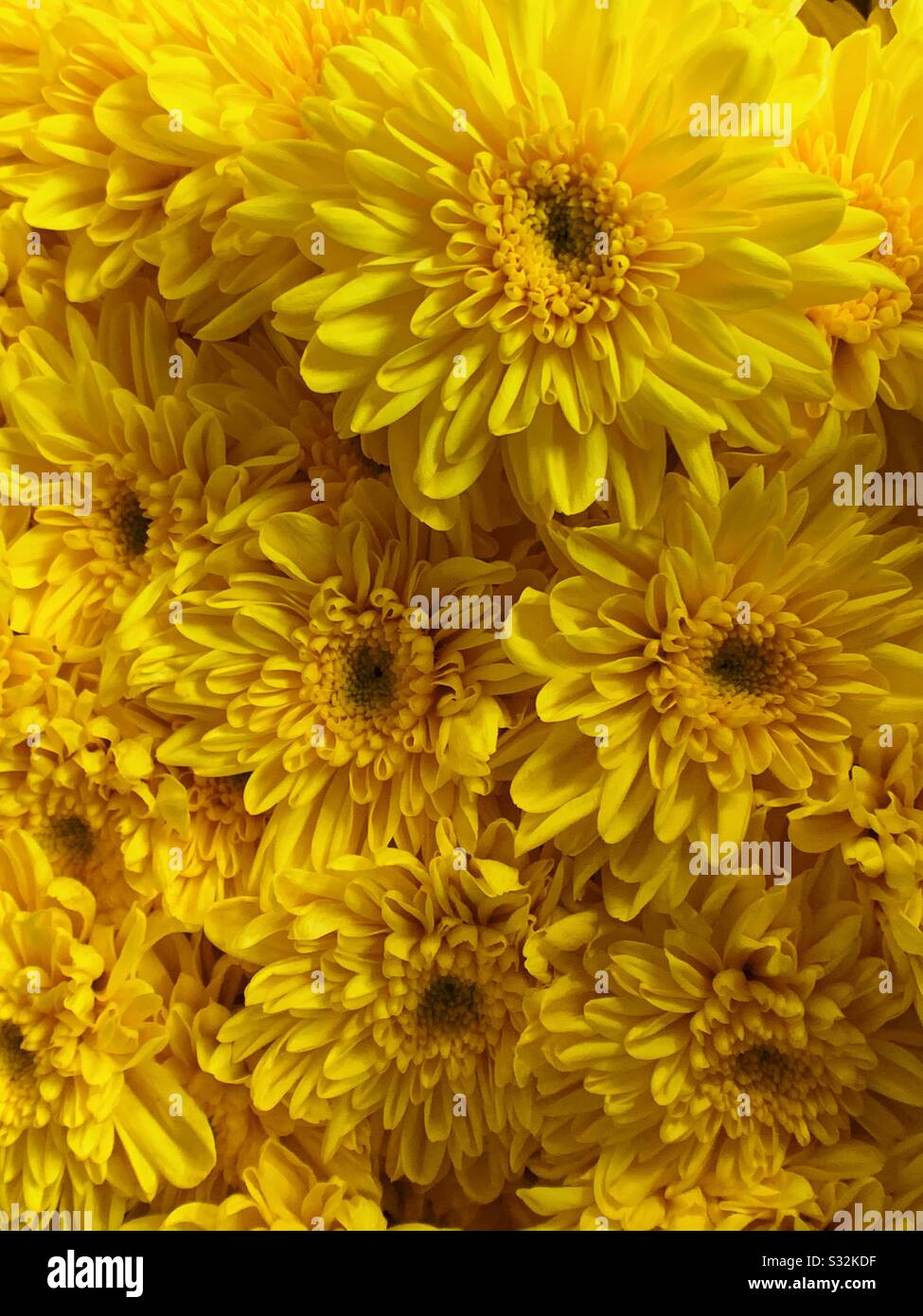 Yellow Mums High Resolution Stock Photography and Images - Alamy
