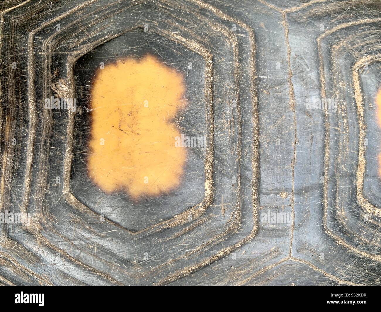 Tortoise shell background hi-res stock photography and images - Alamy