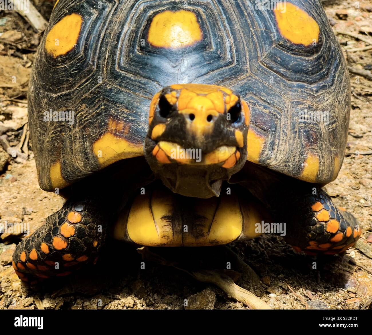 Brazilian tortoise hi-res stock photography and images - Alamy
