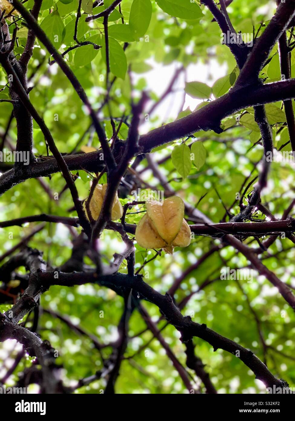 Star fruit tree hi-res stock photography and images - Alamy