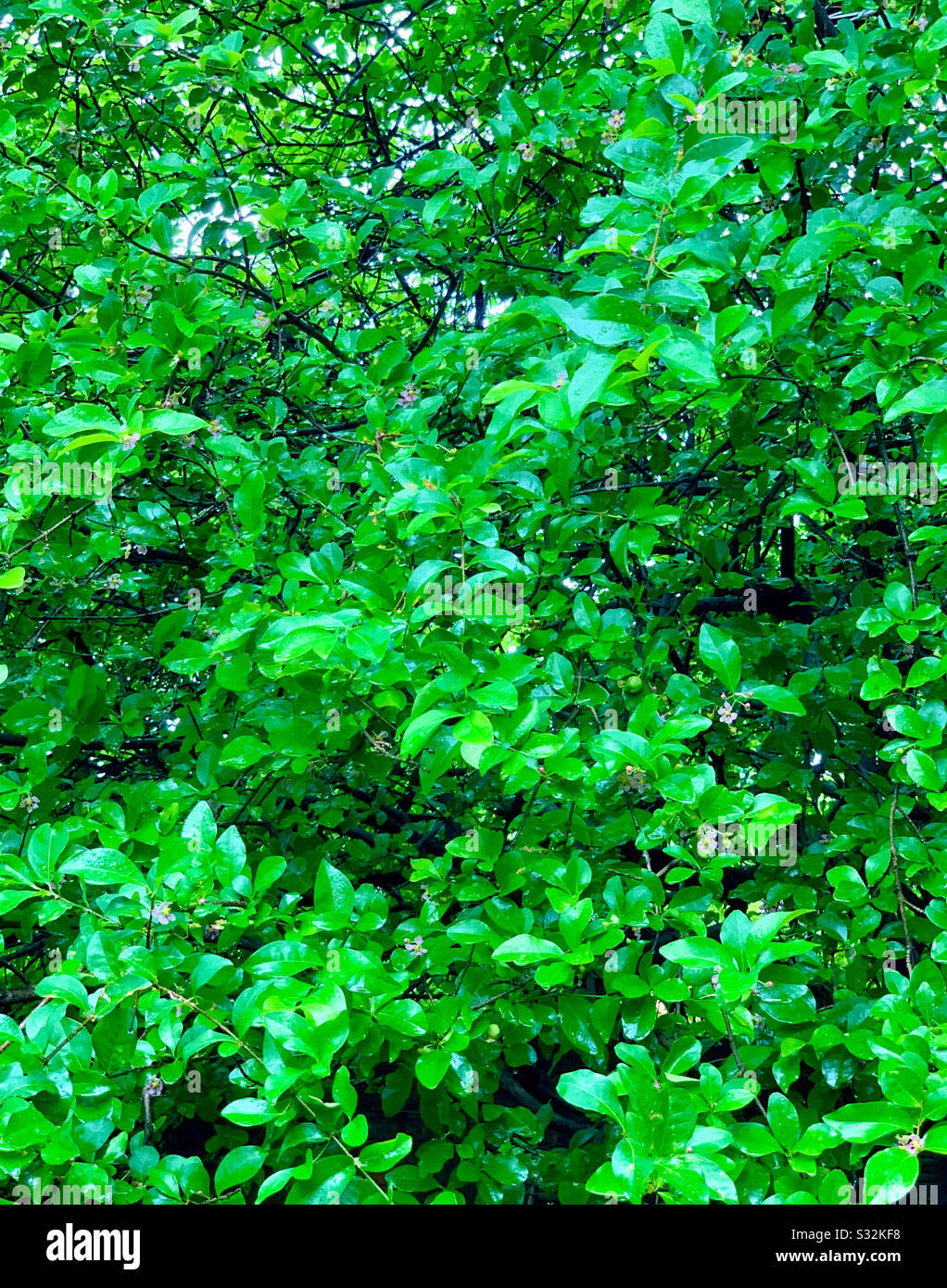 Tropical Fruit tree background Stock Photo - Alamy