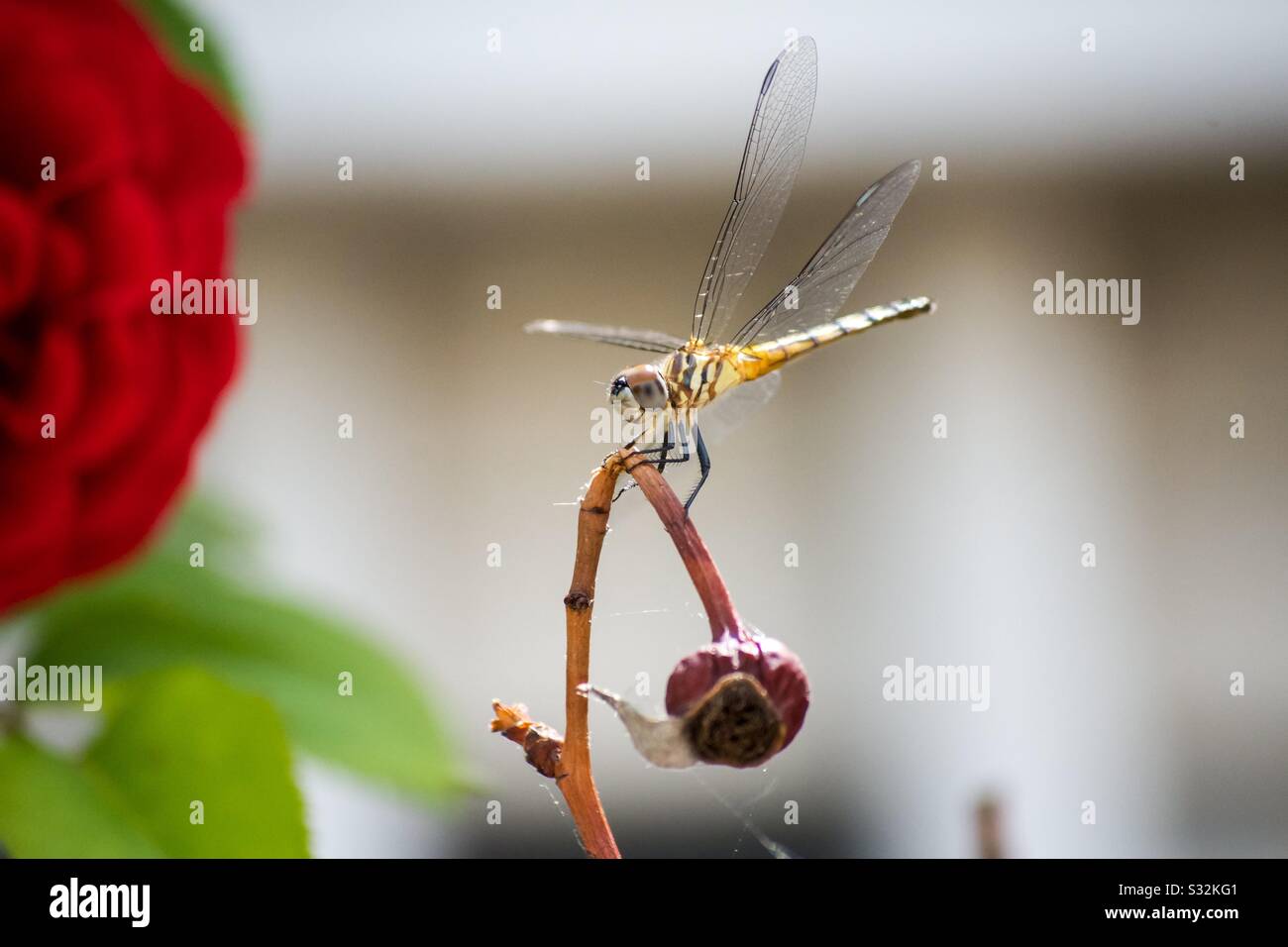 Dragon With Wings High Resolution Stock Photography and Images - Alamy