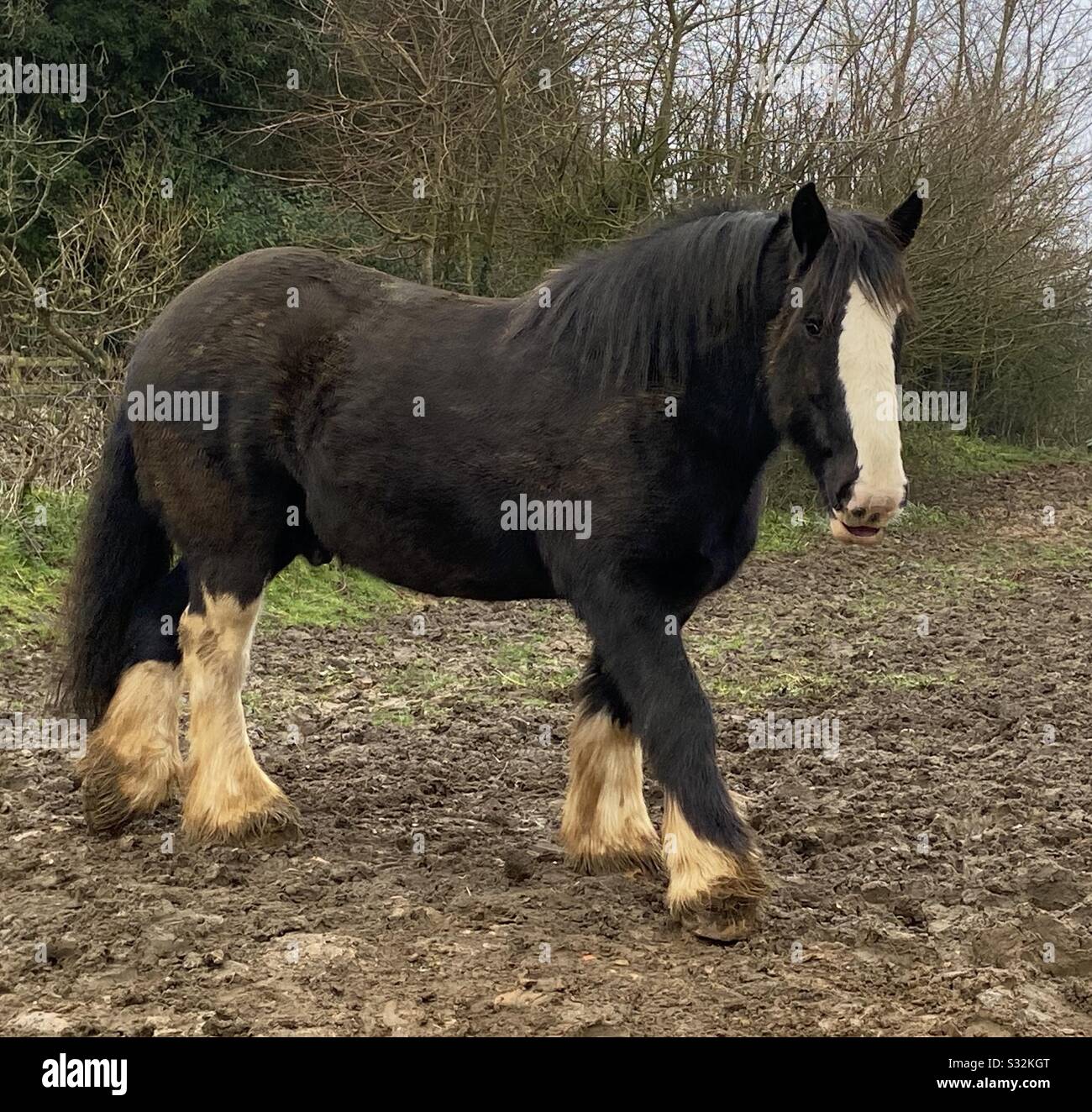 Muddy farm hi-res stock photography and images - Alamy