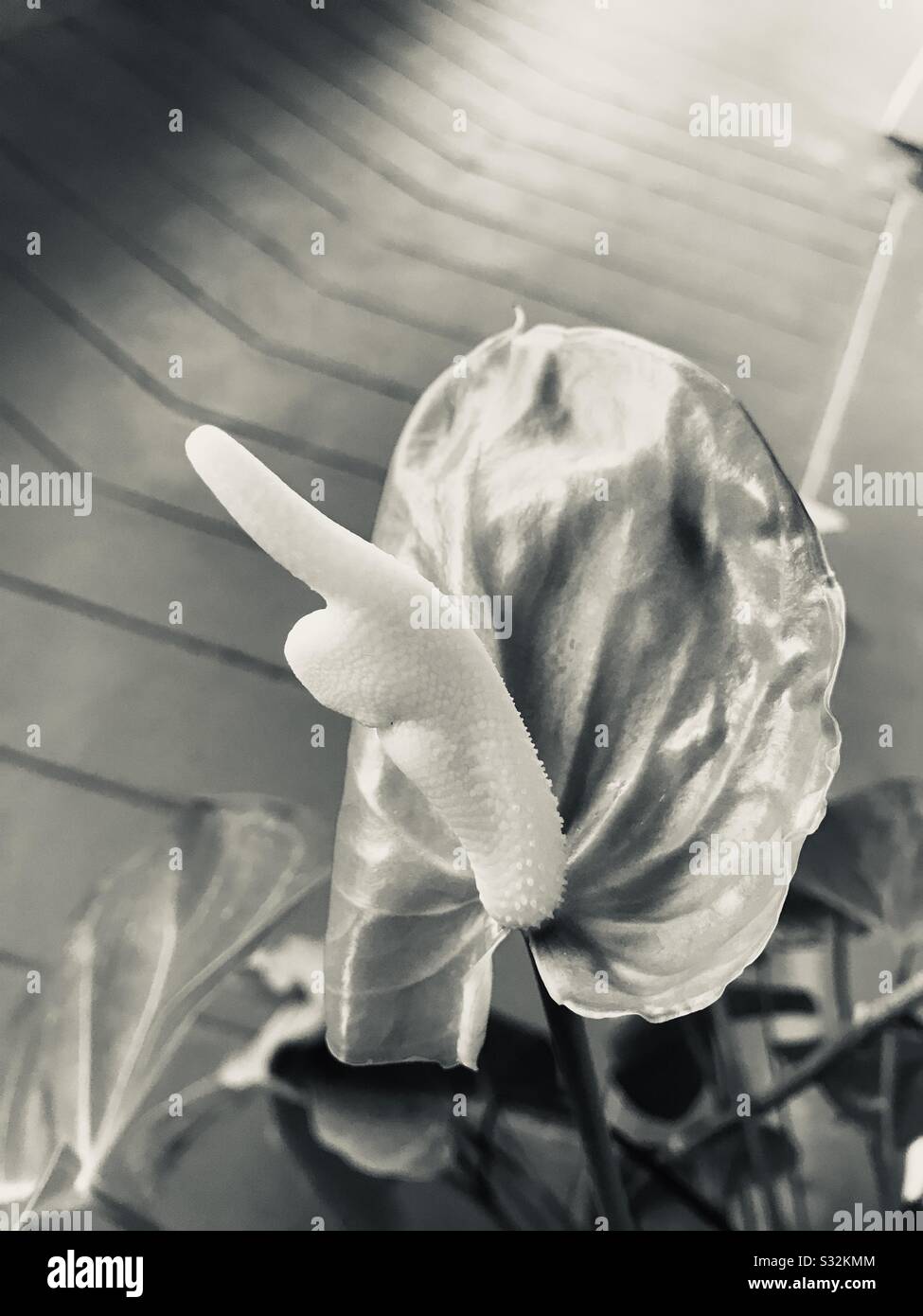 Strange shape flower hi-res stock photography and images - Alamy