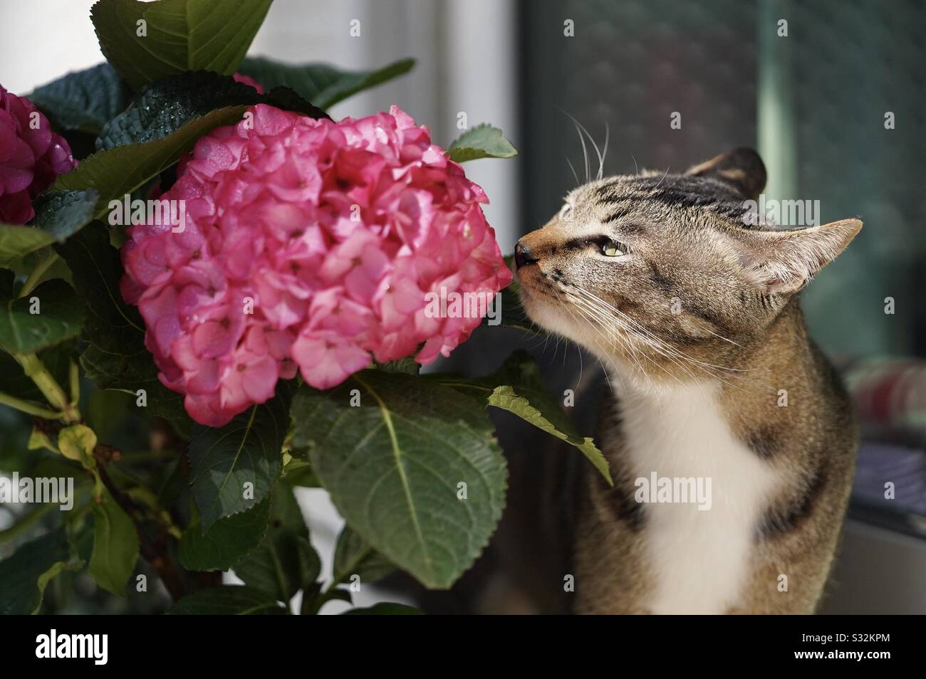 Cat smell hi-res stock photography and images - Alamy