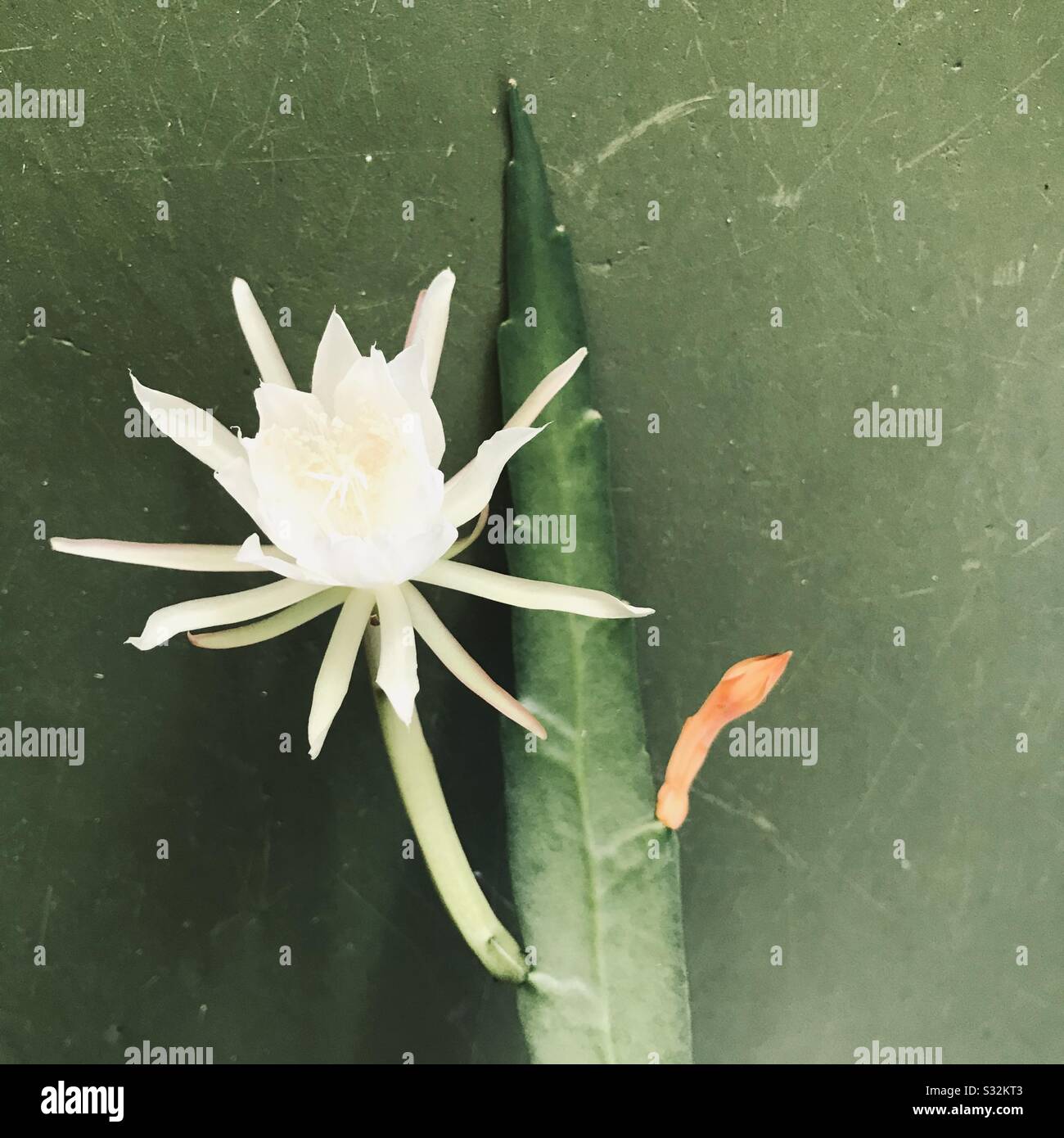 Little Nishagandhi plant bloomed with cute white flower placing on ...