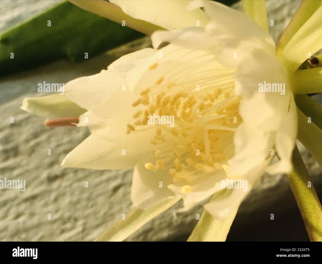 Cacti displays hi-res stock photography and images - Alamy