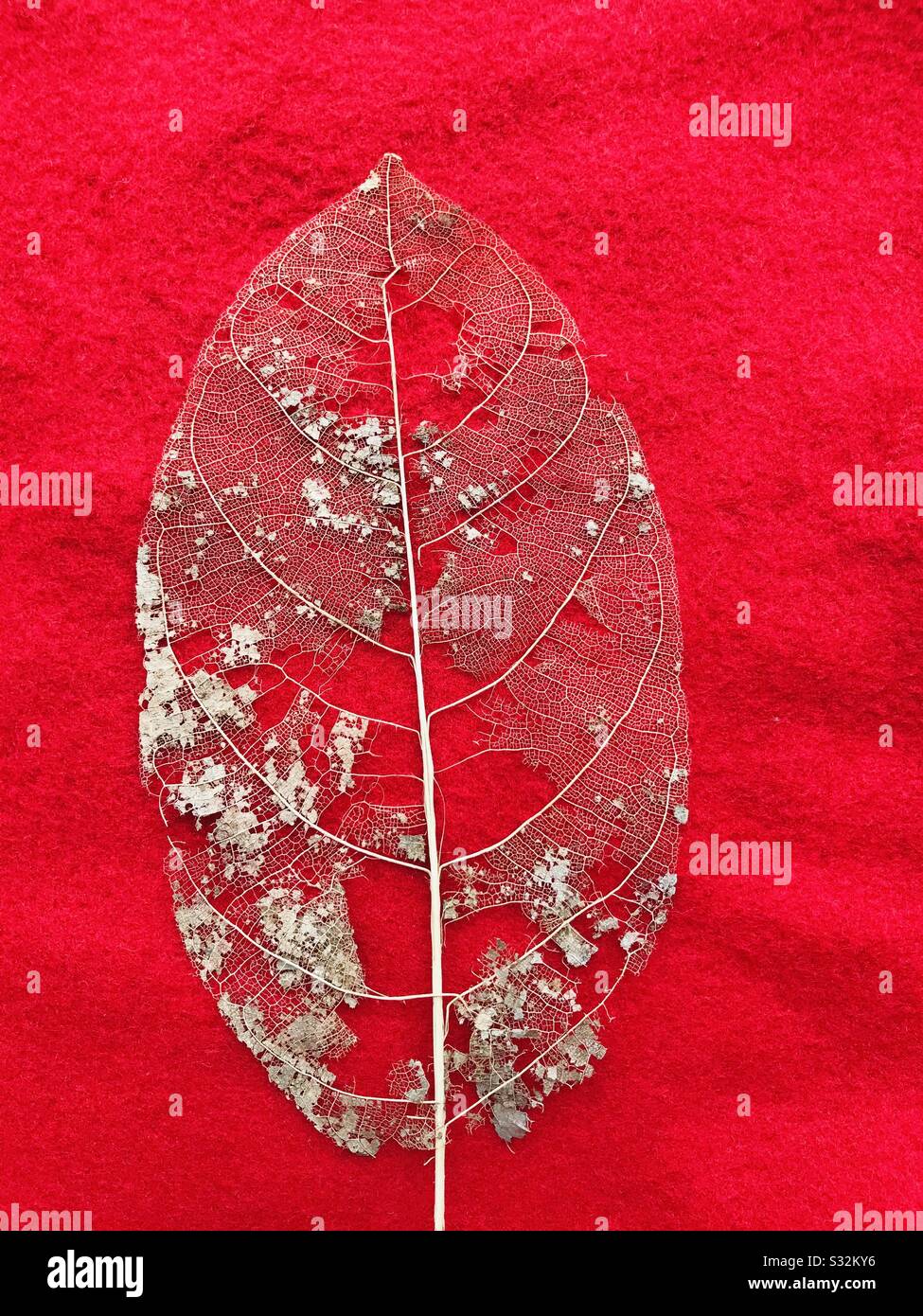 Cloth decay hi-res stock photography and images - Alamy