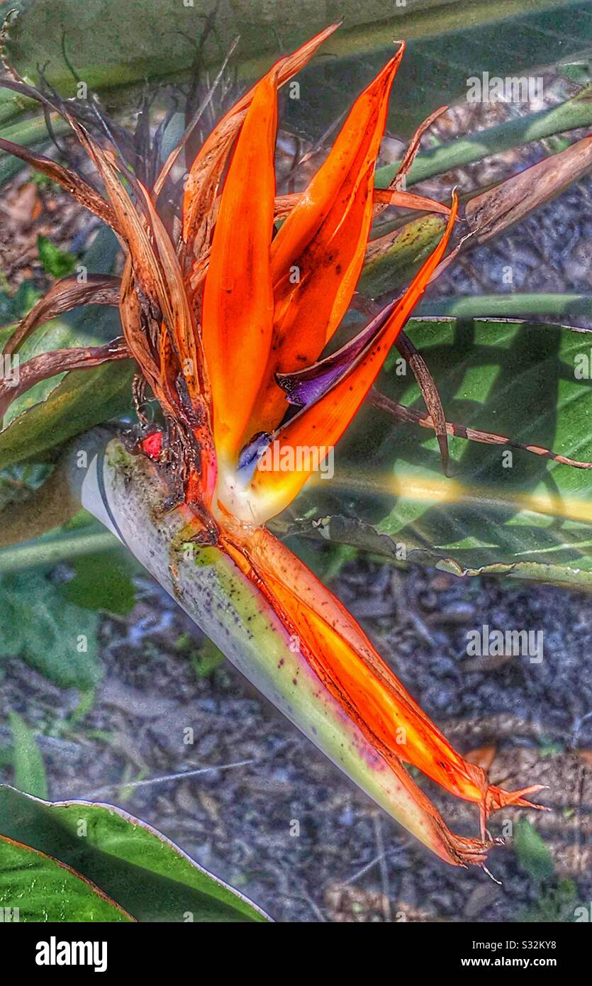 Bird of Paradise flower, Strelitzia reginae Stock Photo - Alamy