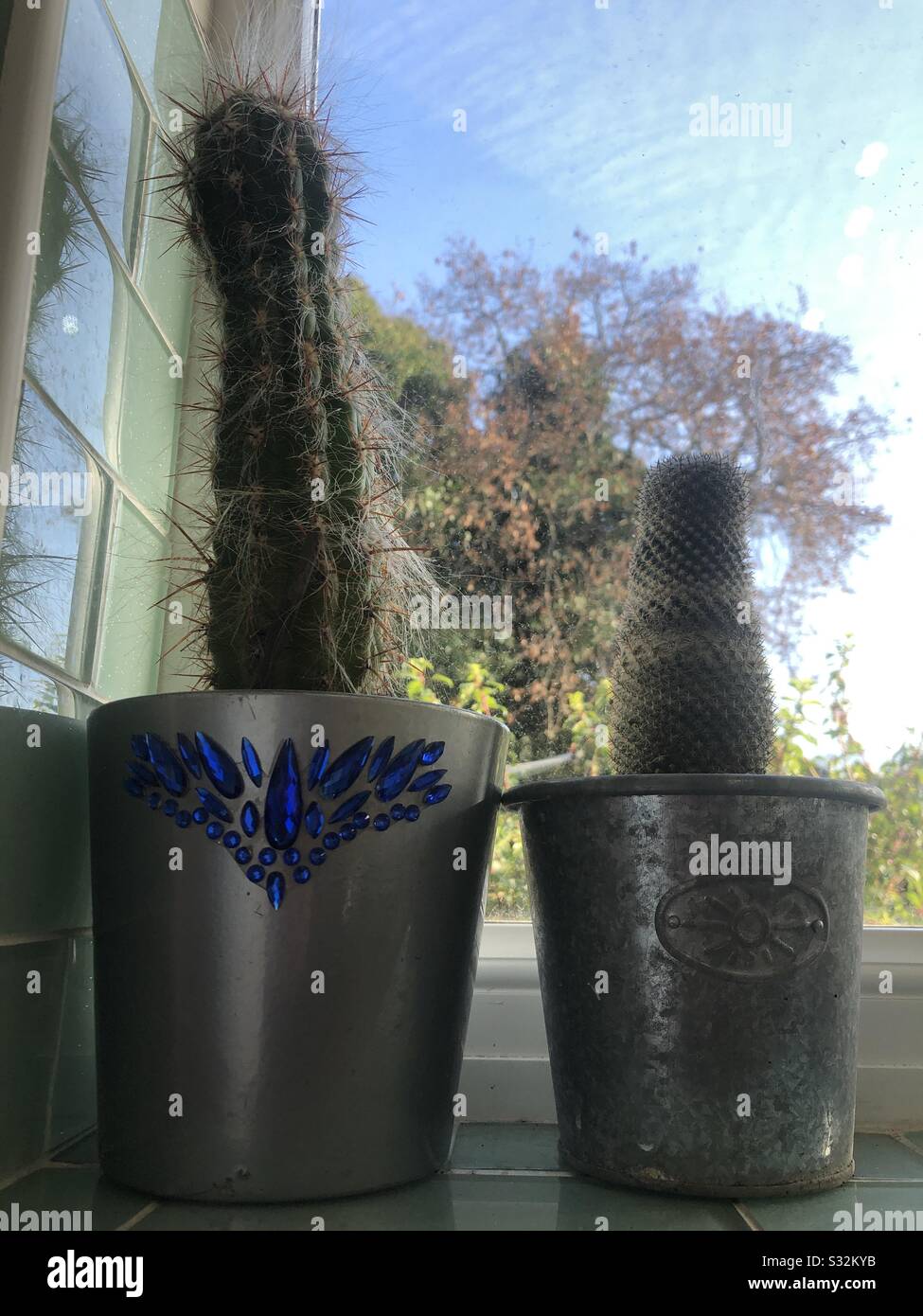 Cactus plants on a Window Sill Stock Photo - Alamy