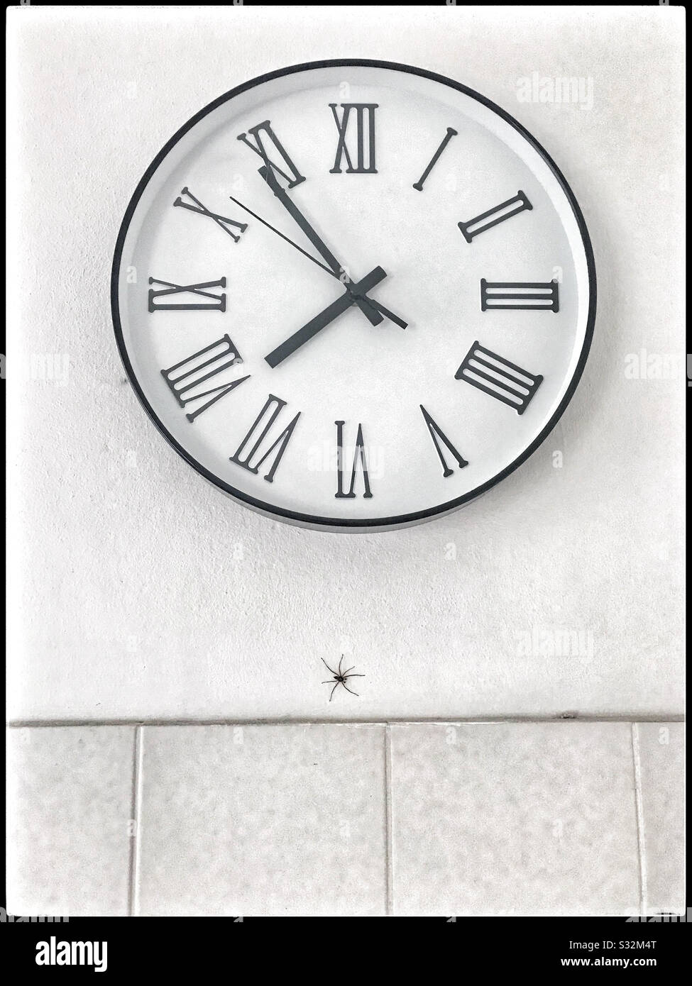 Clock spider hi-res stock photography and images - Alamy