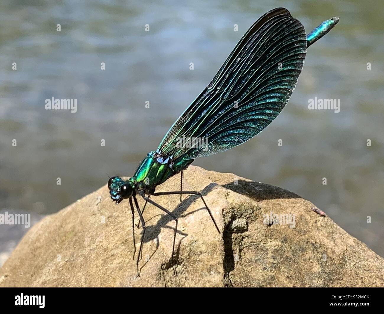 Dragonfly dragon hi-res stock photography and images - Alamy