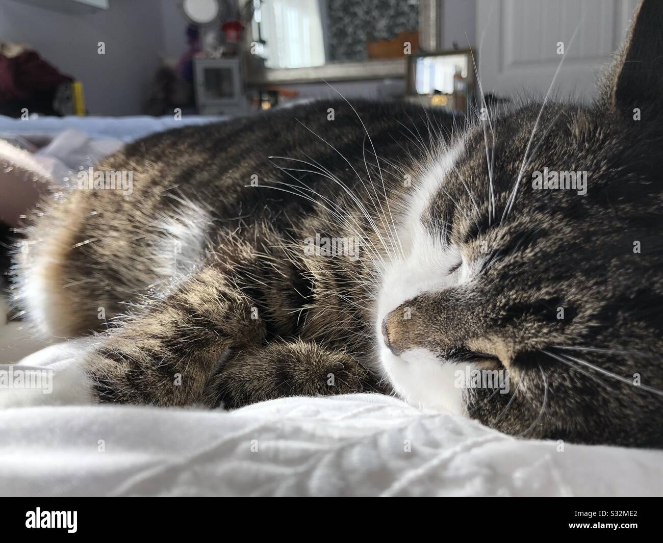 Soft kitty hi-res stock photography and images - Alamy