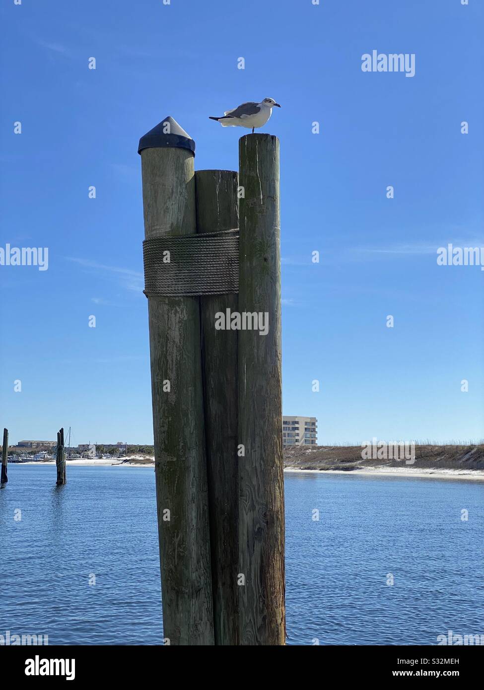 Seagull on large log boating dock pole with view of harbor water Stock ...