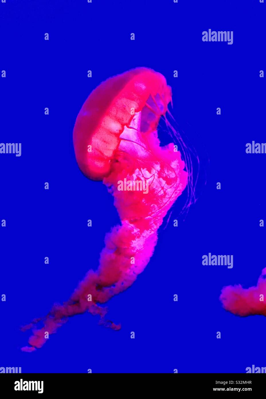 Pink jelly fish hi-res stock photography and images - Alamy