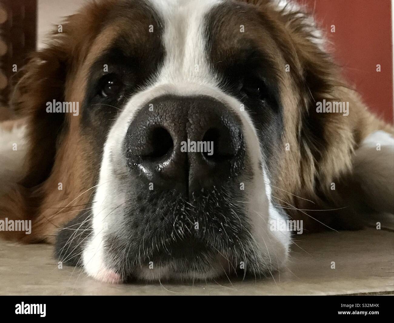 Saint Bernard Puppy High Resolution Stock Photography and Images - Alamy