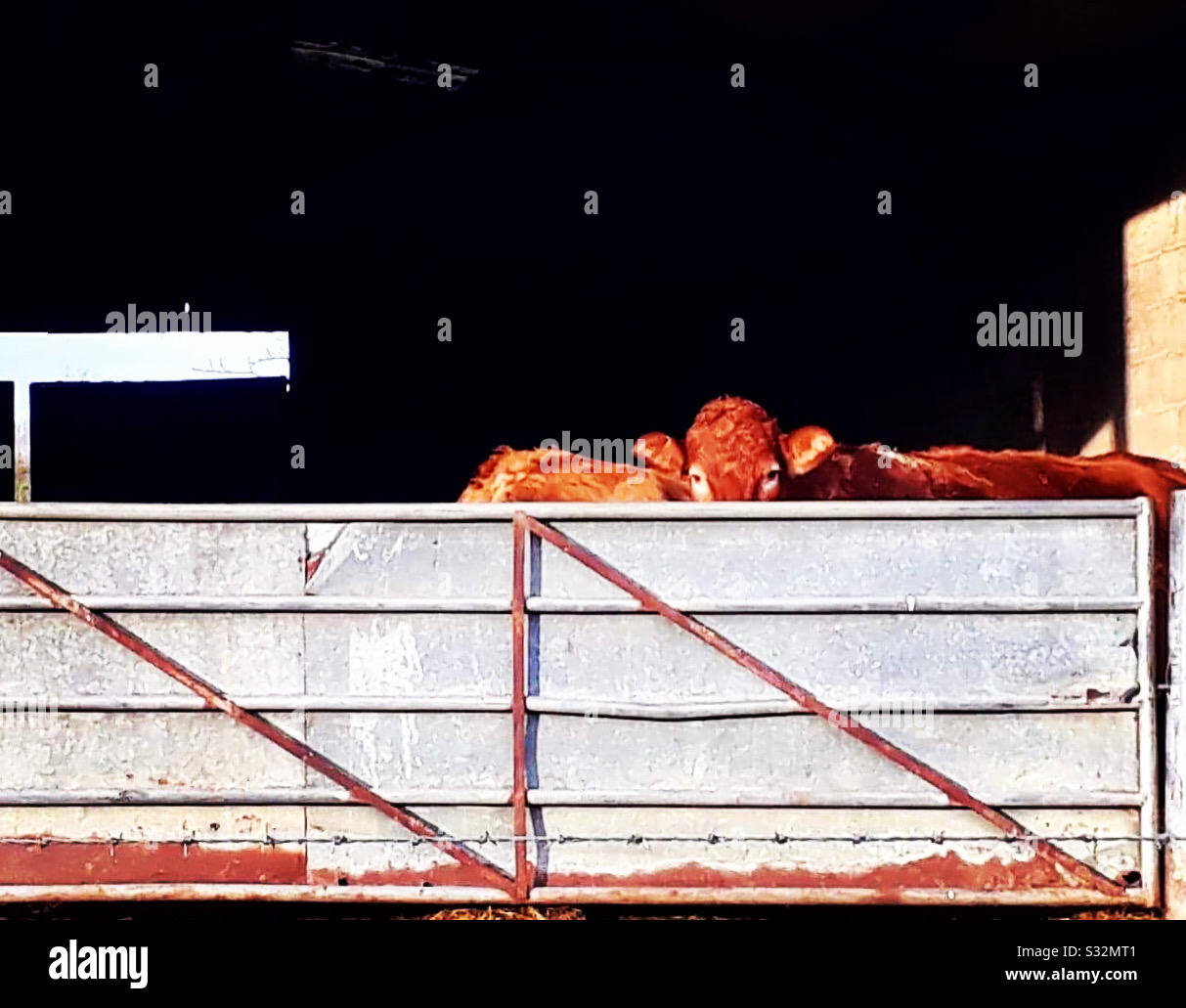 Peeping cow hi-res stock photography and images - Alamy