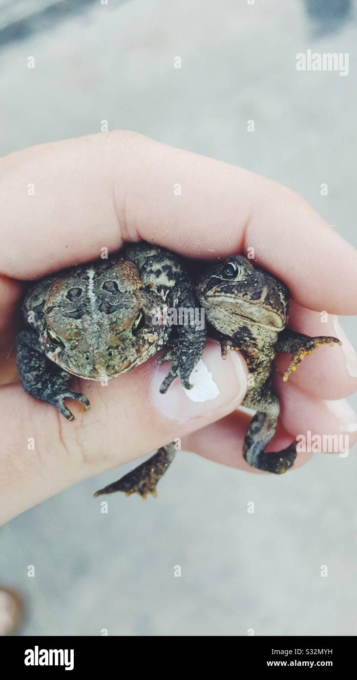 Love Toads High Resolution Stock Photography and Images - Alamy