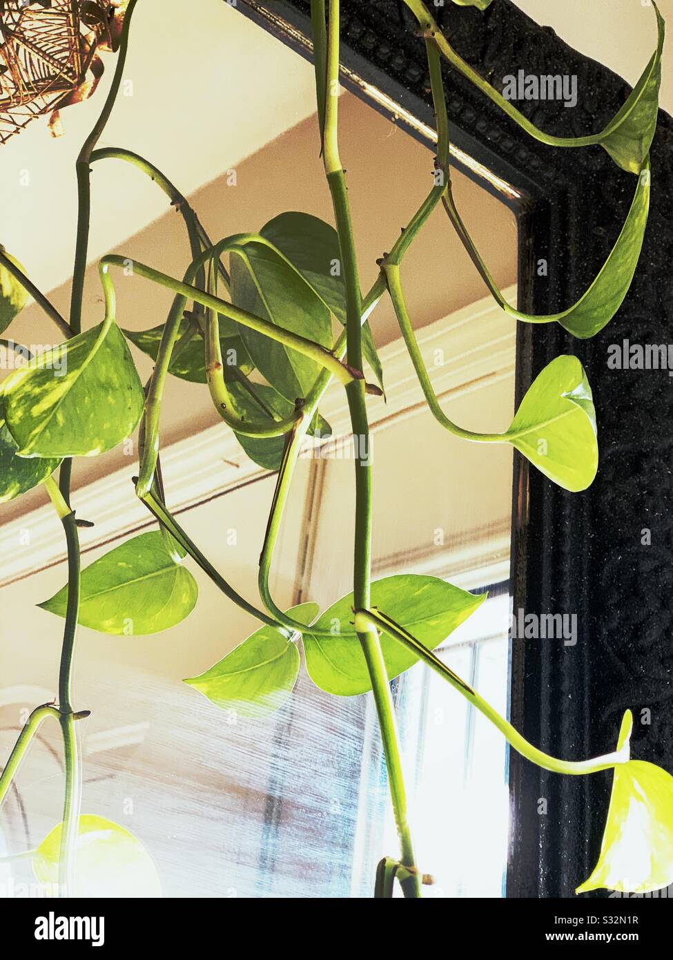 Vines leaves hi-res stock photography and images - Alamy