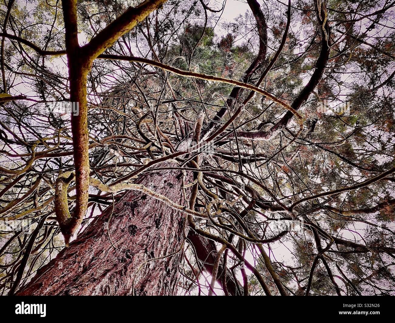Winding tree branches hi-res stock photography and images - Alamy
