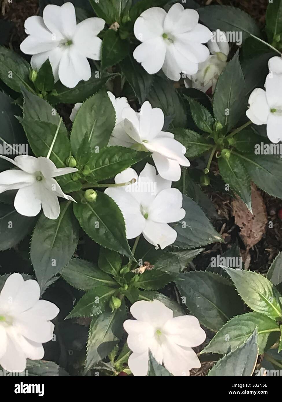 Busy lizzy white flowers Stock Photo - Alamy