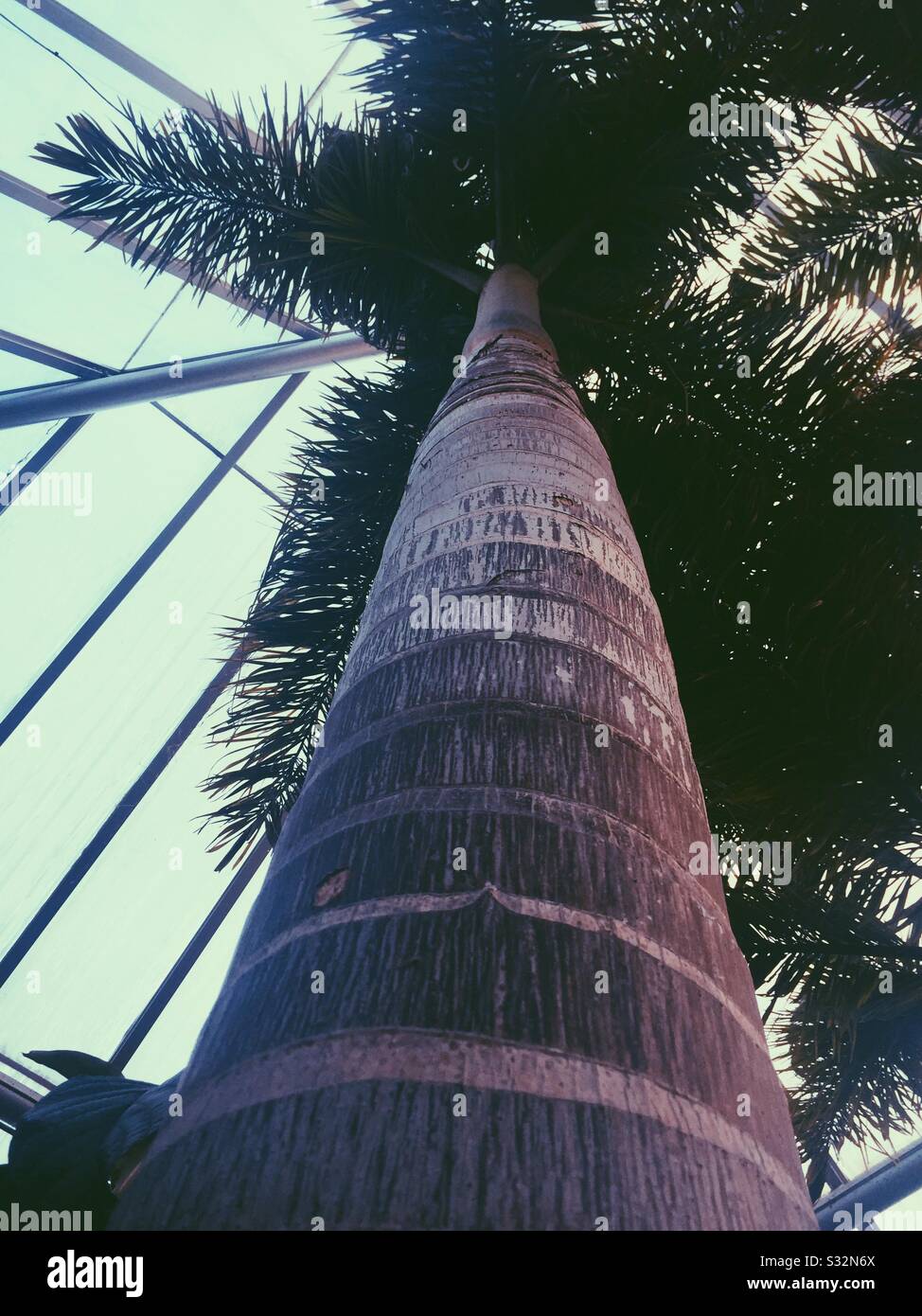 Real Palm Tree High Resolution Stock Photography and Images - Alamy