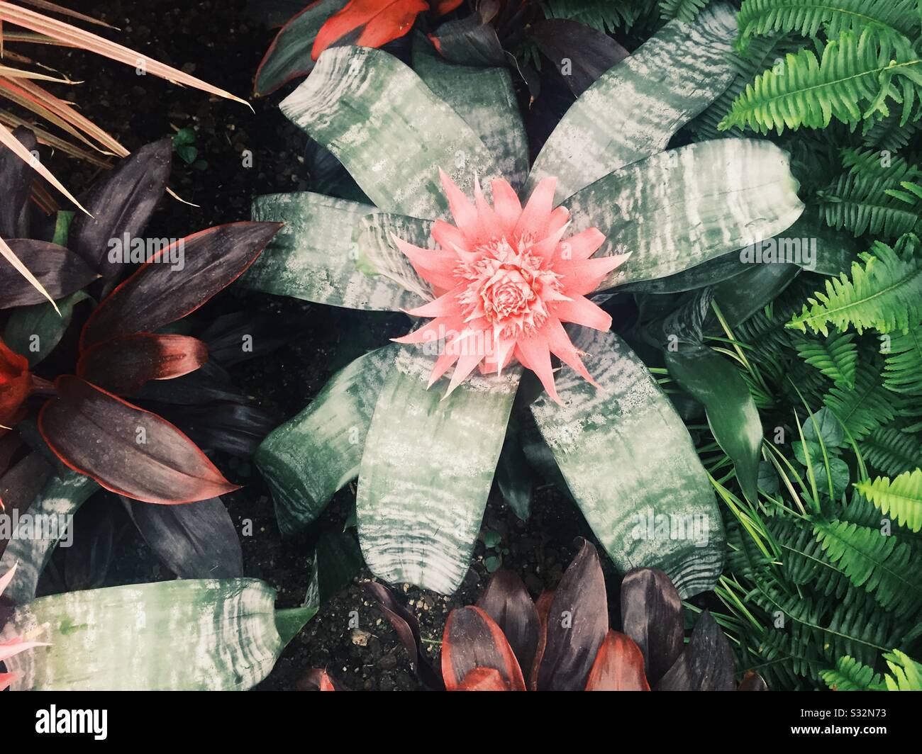 Real plants hi-res stock photography and images - Alamy